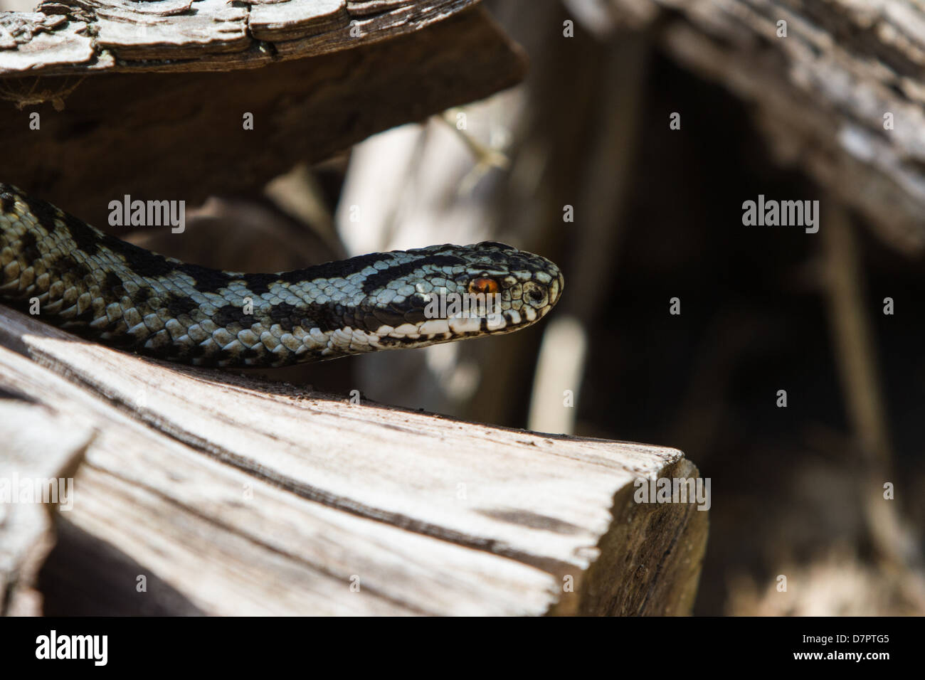 Adder snake (Vipera berus) close up of head Stock Photo - Alamy