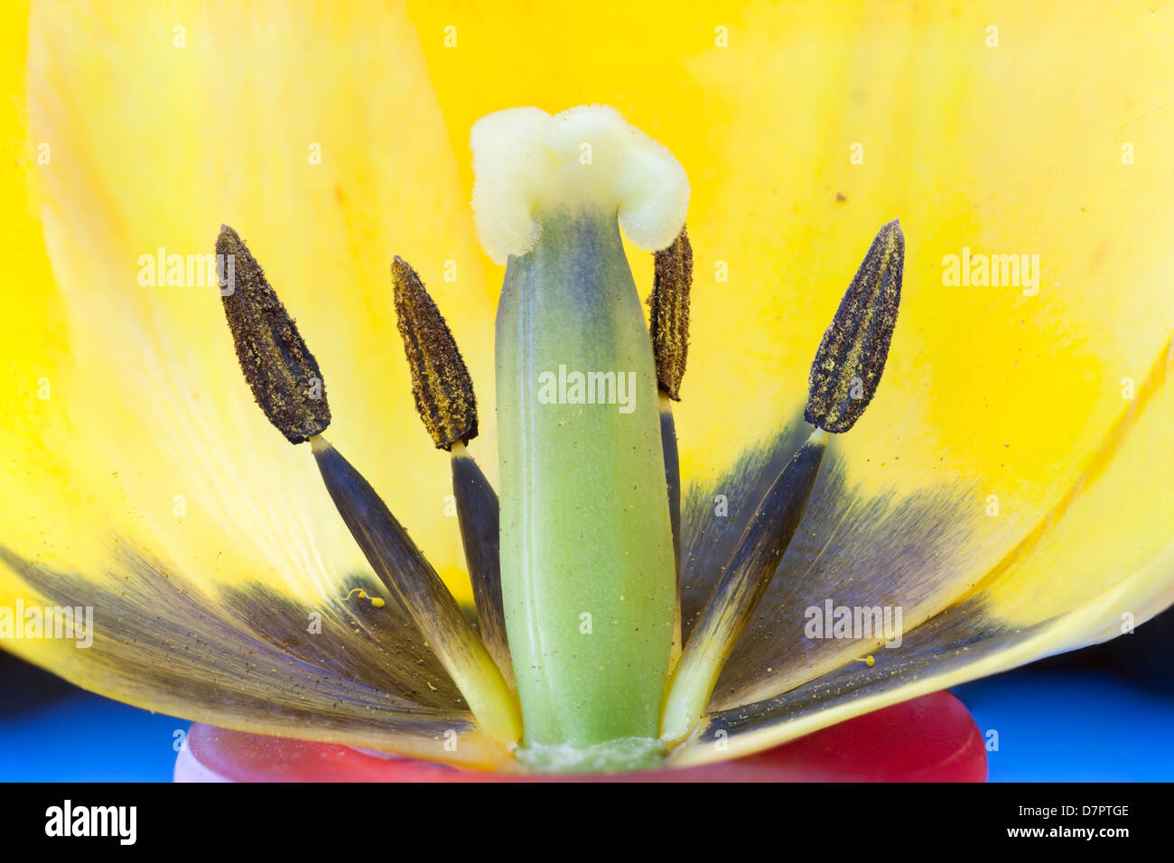 Closeup of tulip inside Stock Photo - Alamy