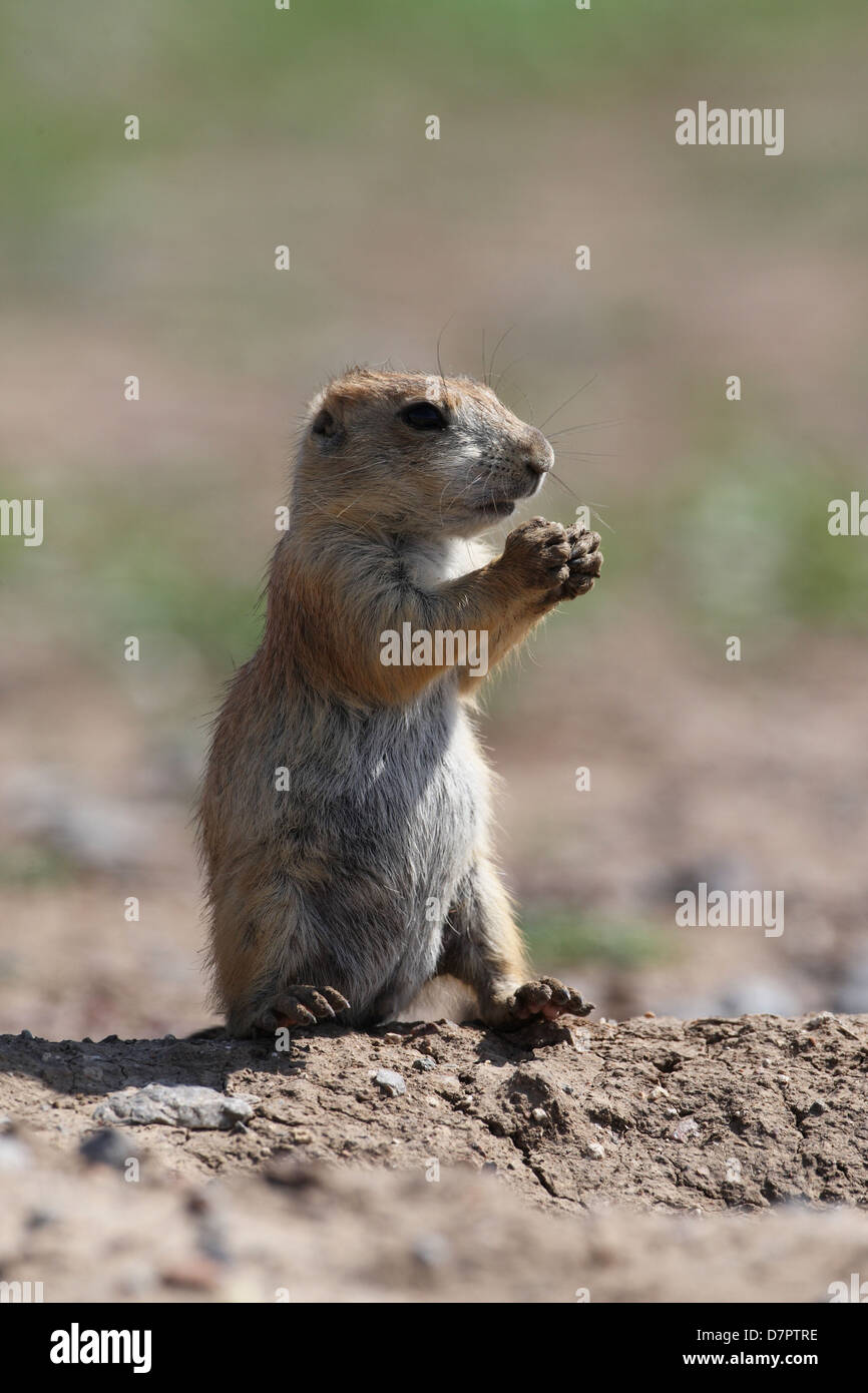 Prairie dogs kissing hi-res stock photography and images - Alamy