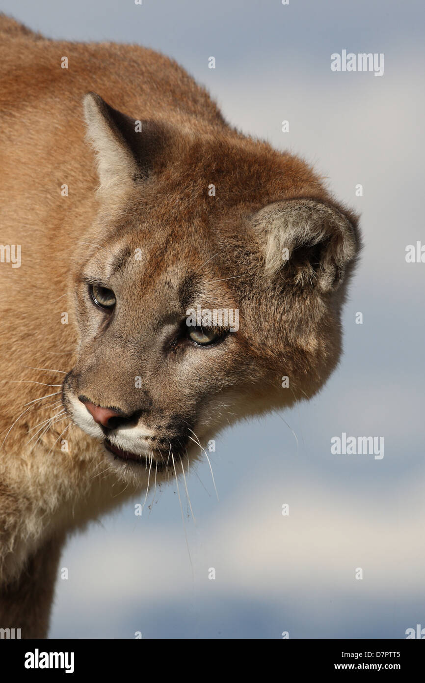Puma paw hi-res stock photography and images - Alamy