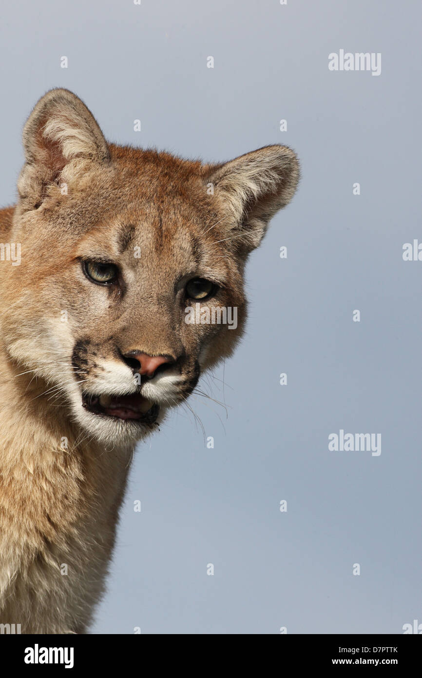 Puma Paw High Resolution Stock Photography and Images - Alamy