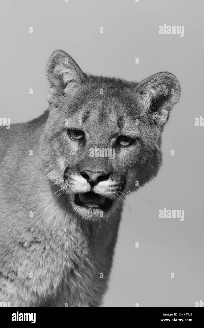 Cougar puma mountain lion puma Black and White Stock Photos & Images ...