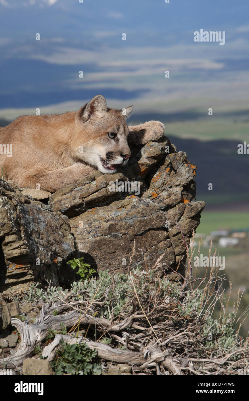 Puma paw hi-res stock photography and images - Alamy
