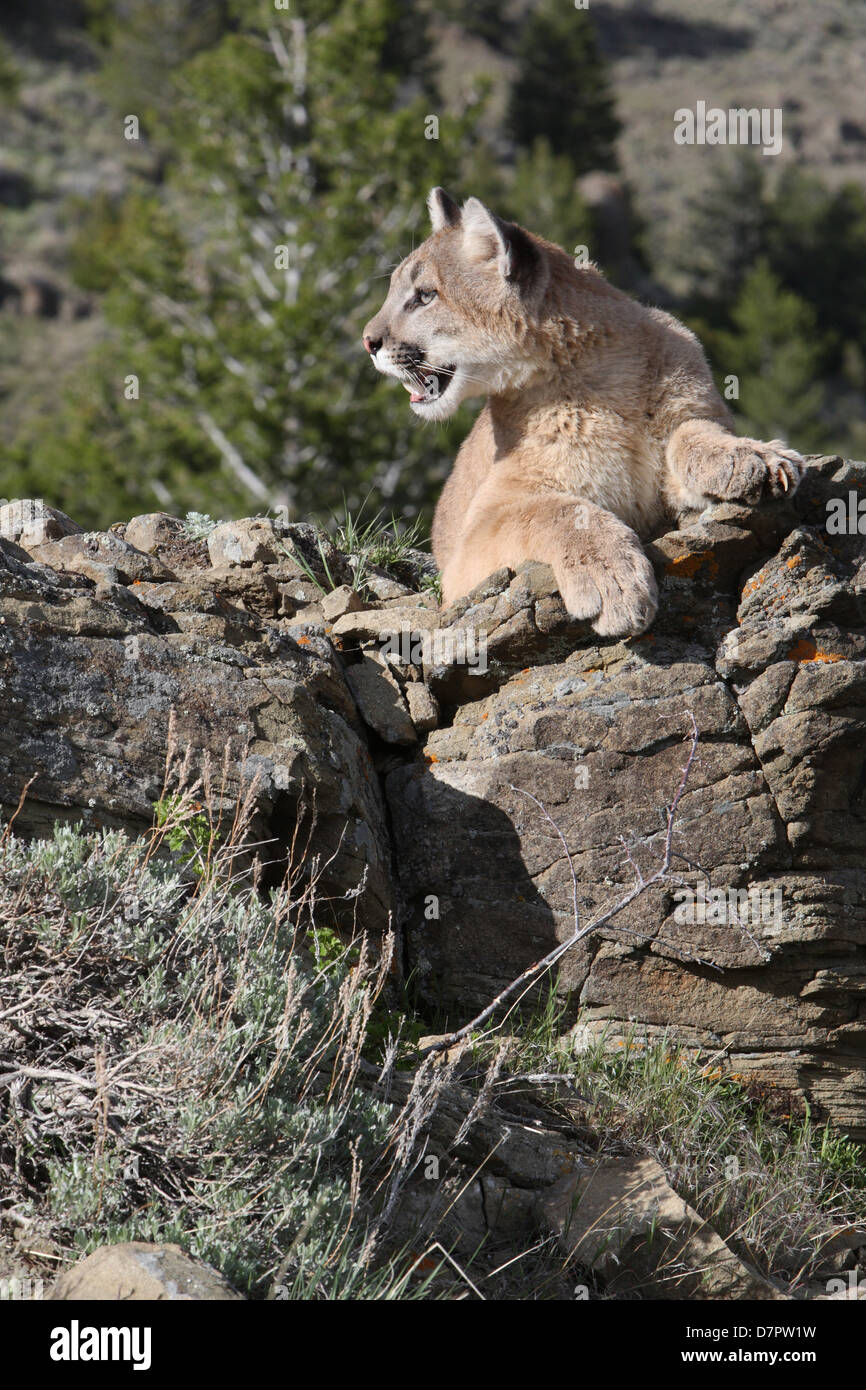 Puma Paw High Resolution Stock Photography and Images - Alamy
