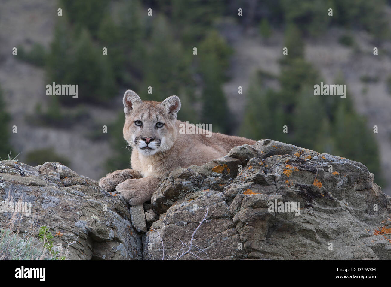 Puma Paw High Resolution Stock Photography and Images - Alamy