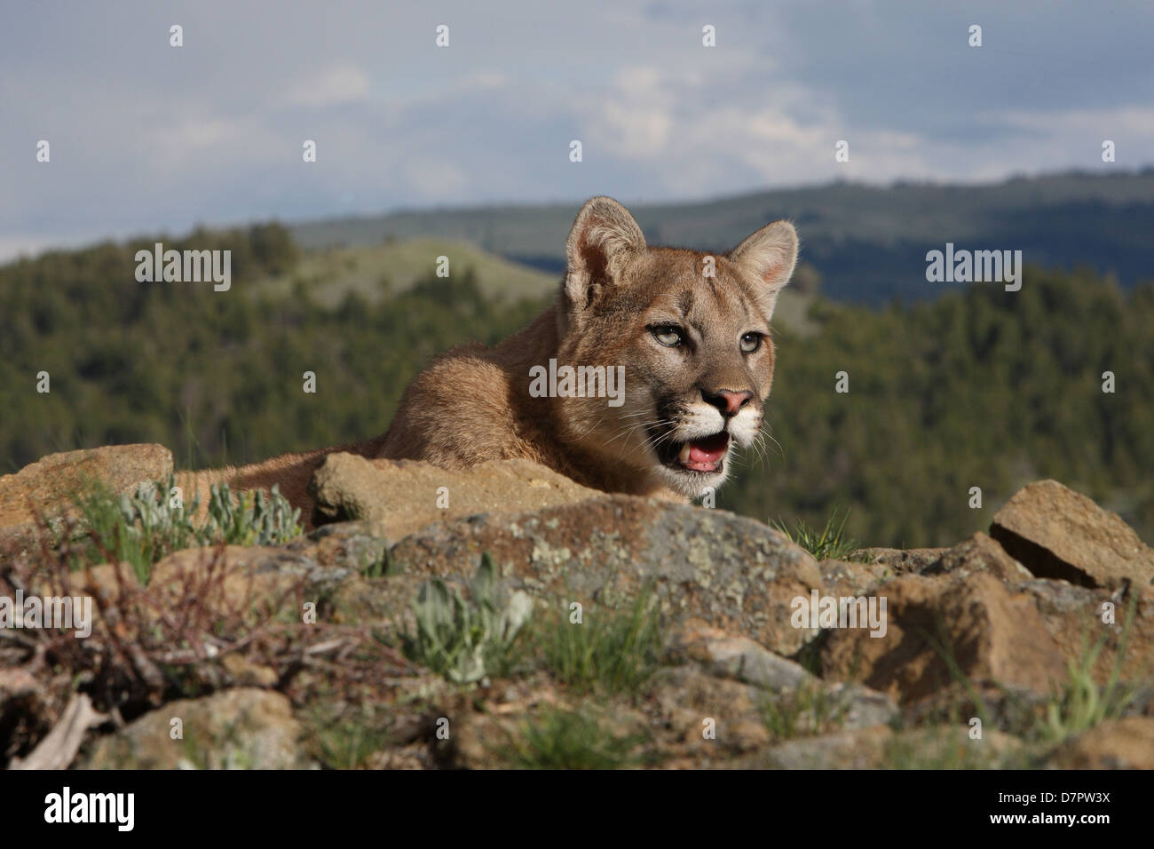 Puma paw hi-res stock photography and images - Alamy