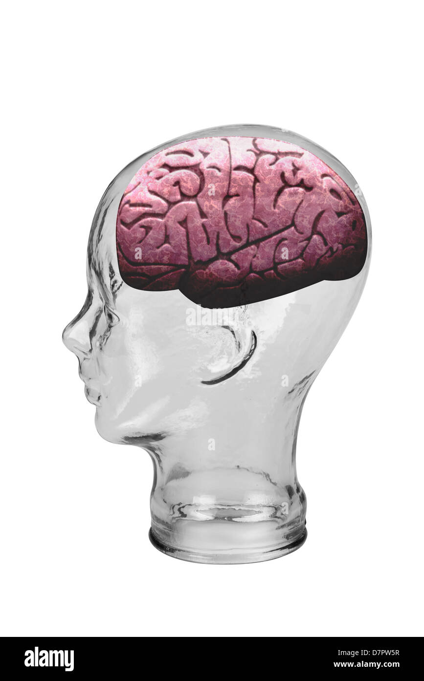 Cross section of brain Cut Out Stock Images & Pictures - Alamy