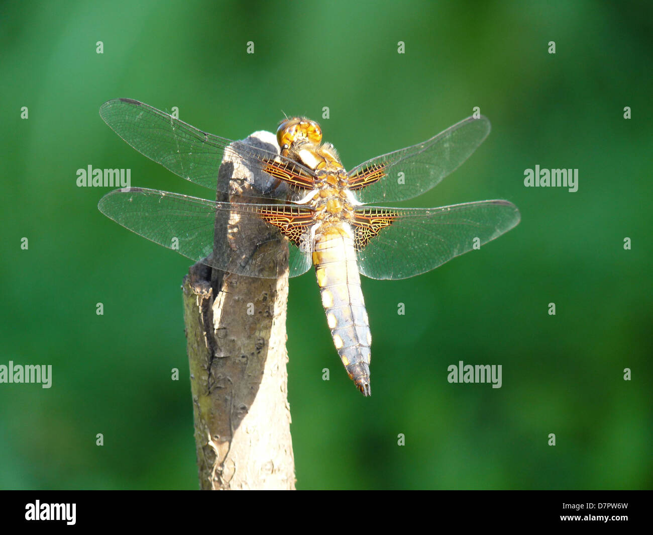 Insect wings hi-res stock photography and images - Alamy