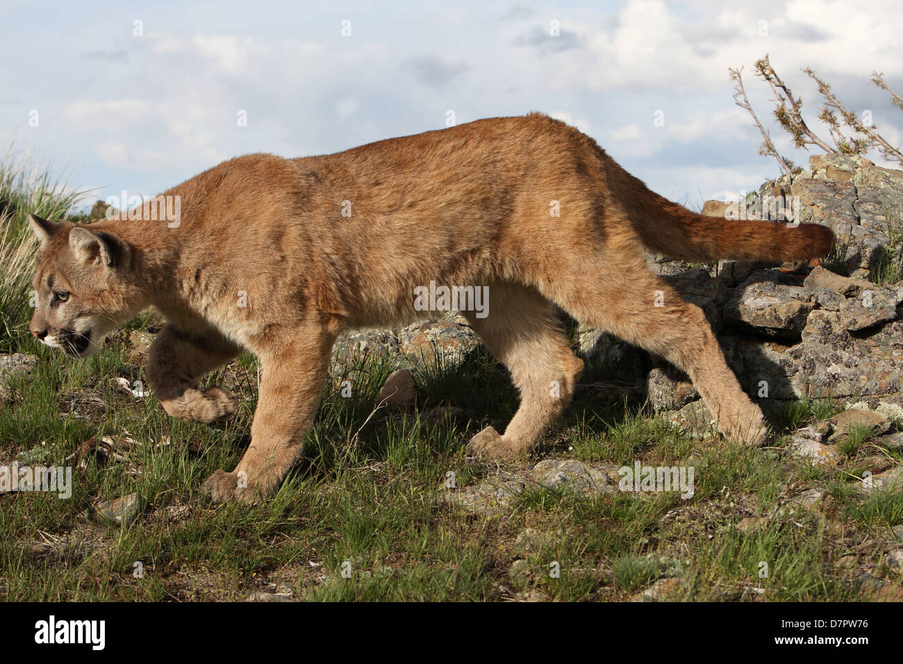 Puma grassland hi-res stock photography and images - Alamy