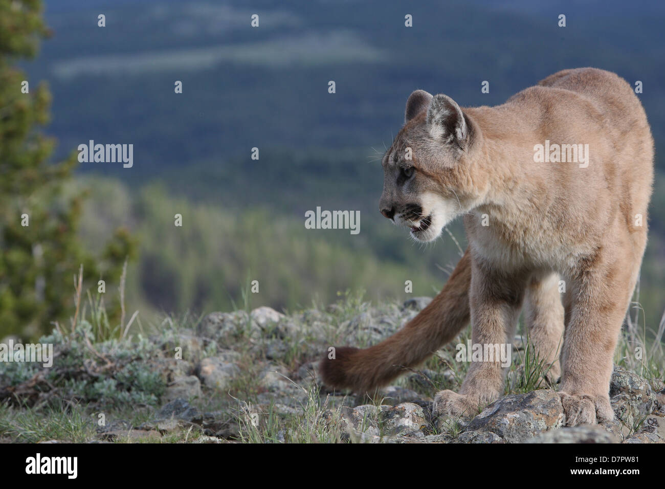 Puma paw hi-res stock photography and images - Alamy