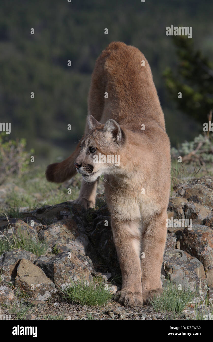 Puma Paw Stock Photos & Puma Paw Stock Images - Alamy