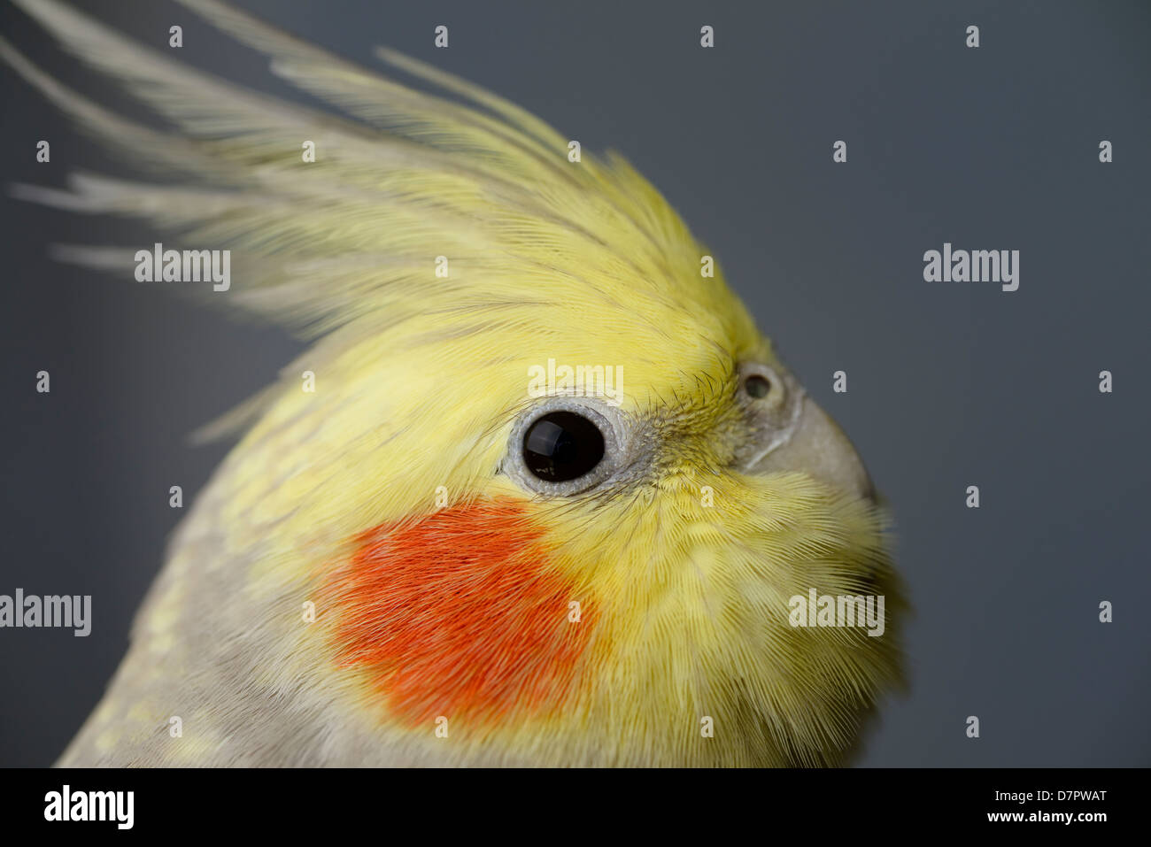 Female cockatiel hi-res stock photography and images - Alamy