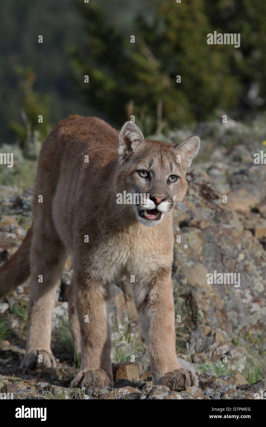 Puma grassland hi-res stock photography and images - Alamy