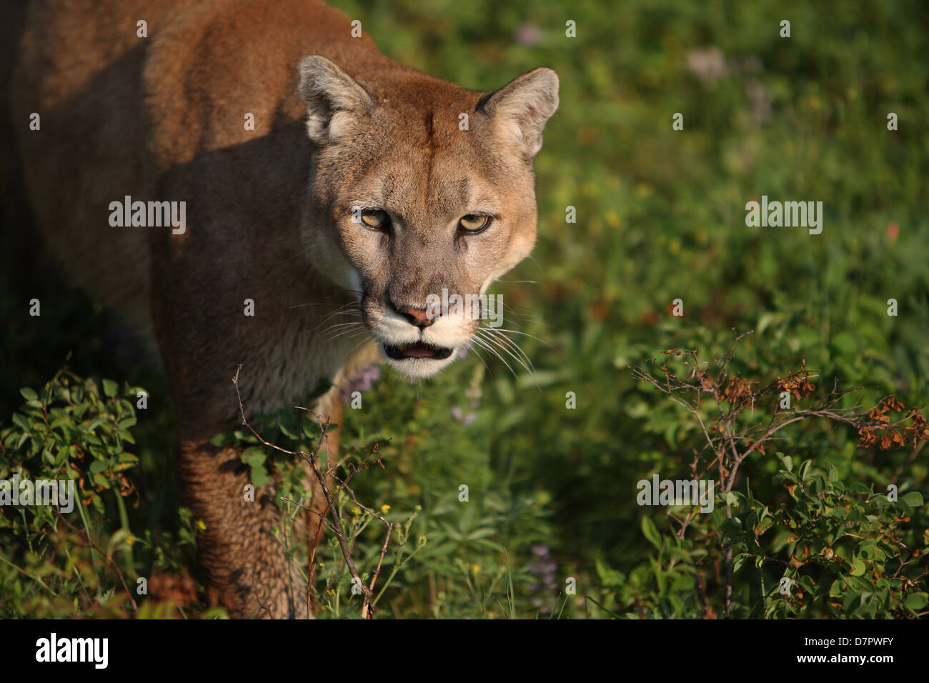 Puma Paw High Resolution Stock Photography and Images - Alamy