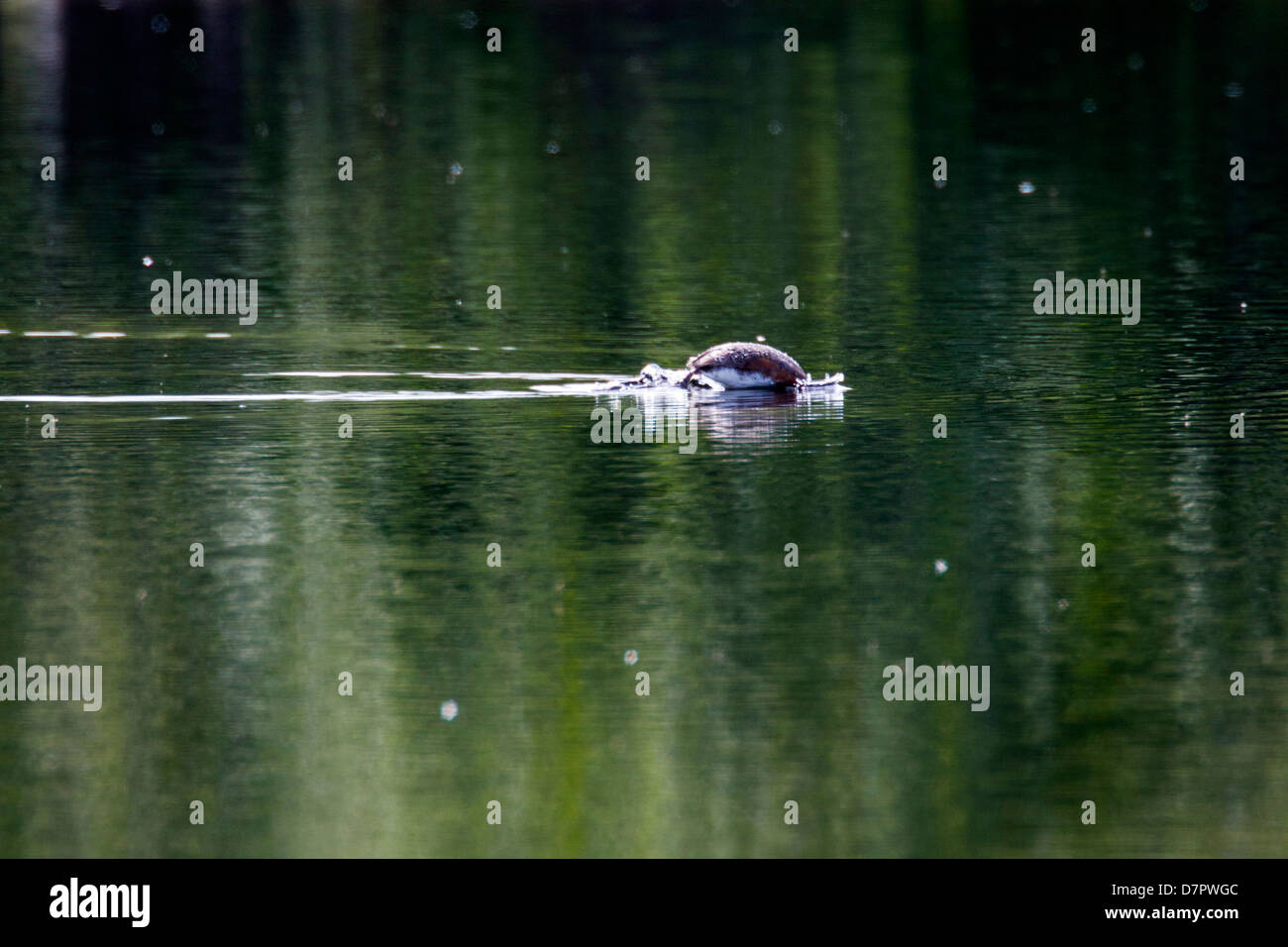 Bluebill duck hi-res stock photography and images - Alamy