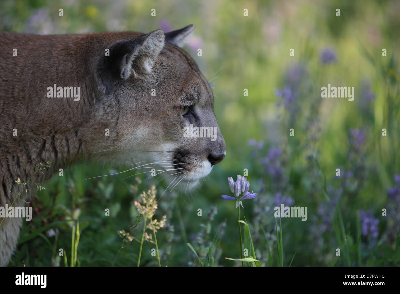 Puma paw hi-res stock photography and images - Alamy