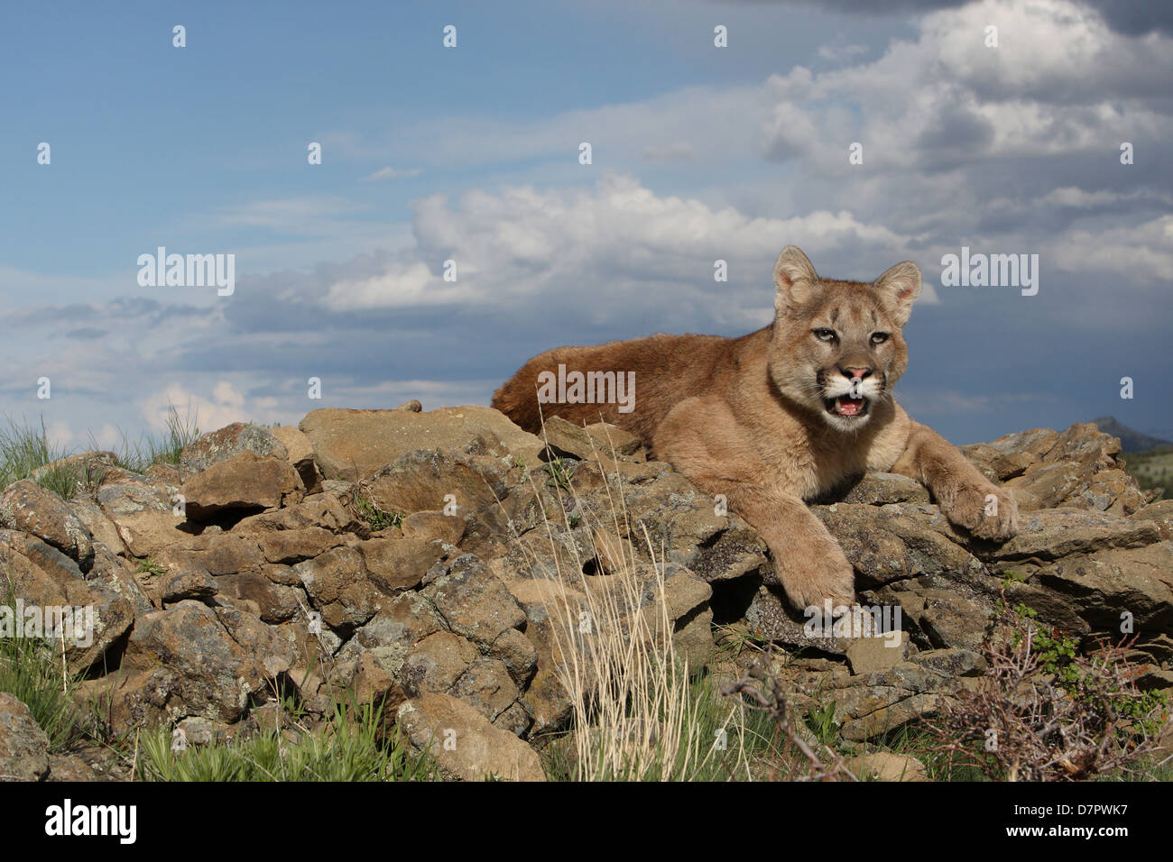 Puma Paw High Resolution Stock Photography and Images - Alamy