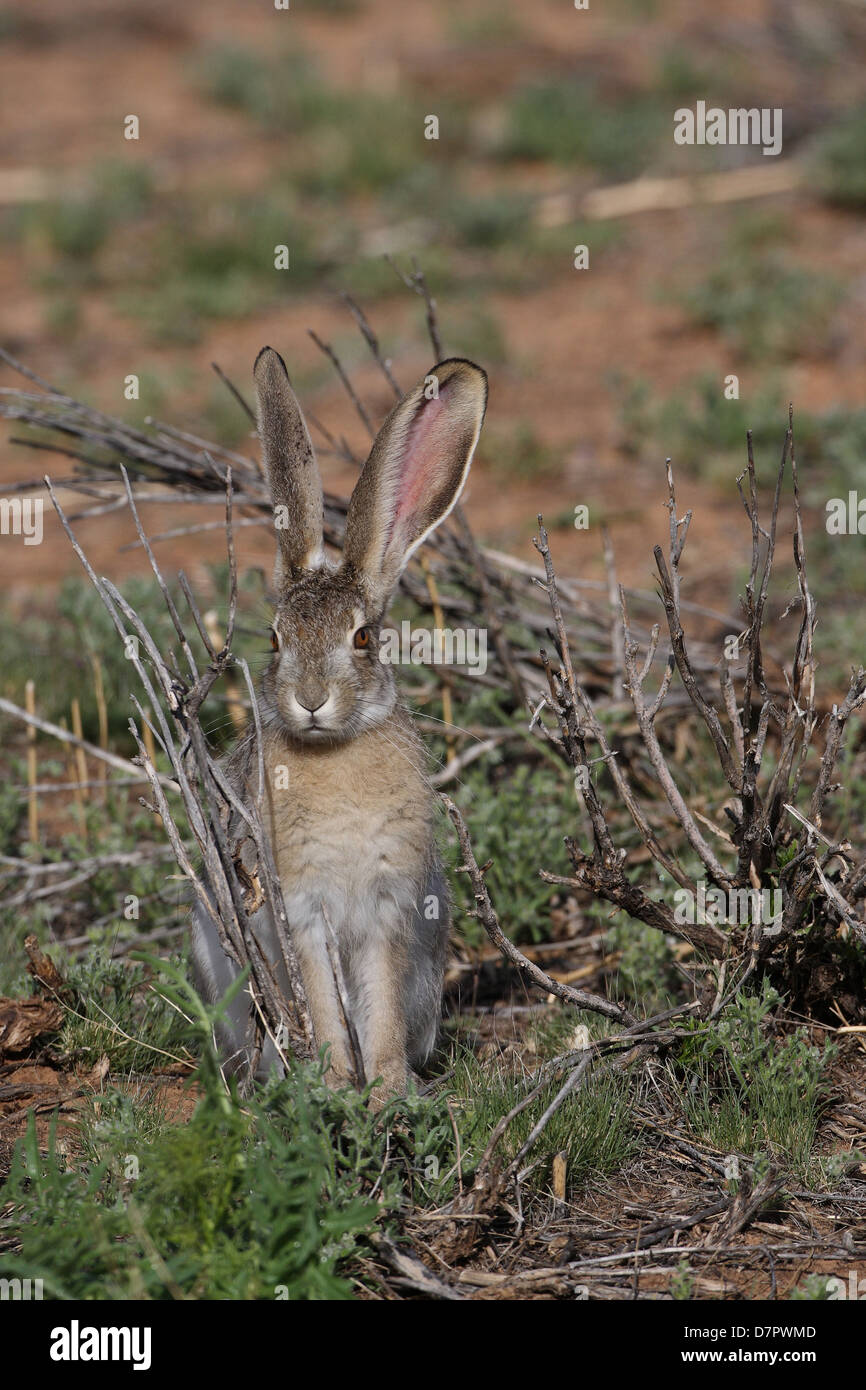 Jack rabbit hi-res stock photography and images - Alamy