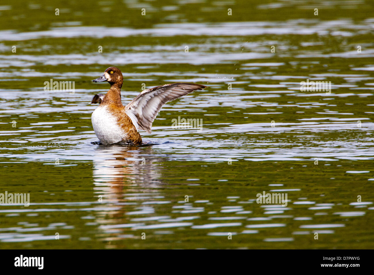 Bluebill duck hi-res stock photography and images - Alamy