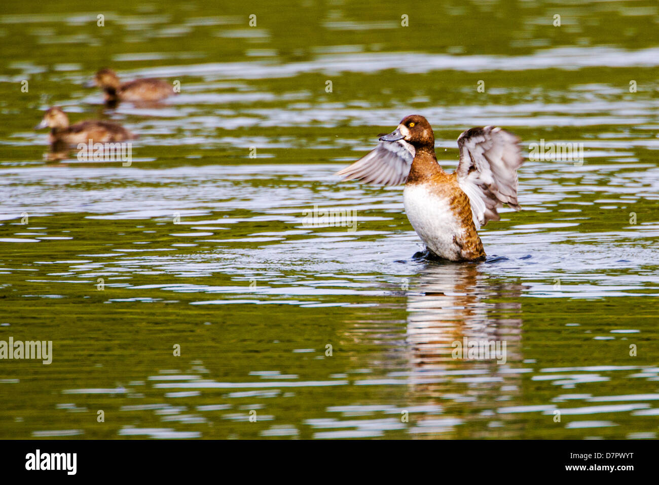 Greater Scaup hen with chicks, Aythya marila, Bluebill, on a tundra ...