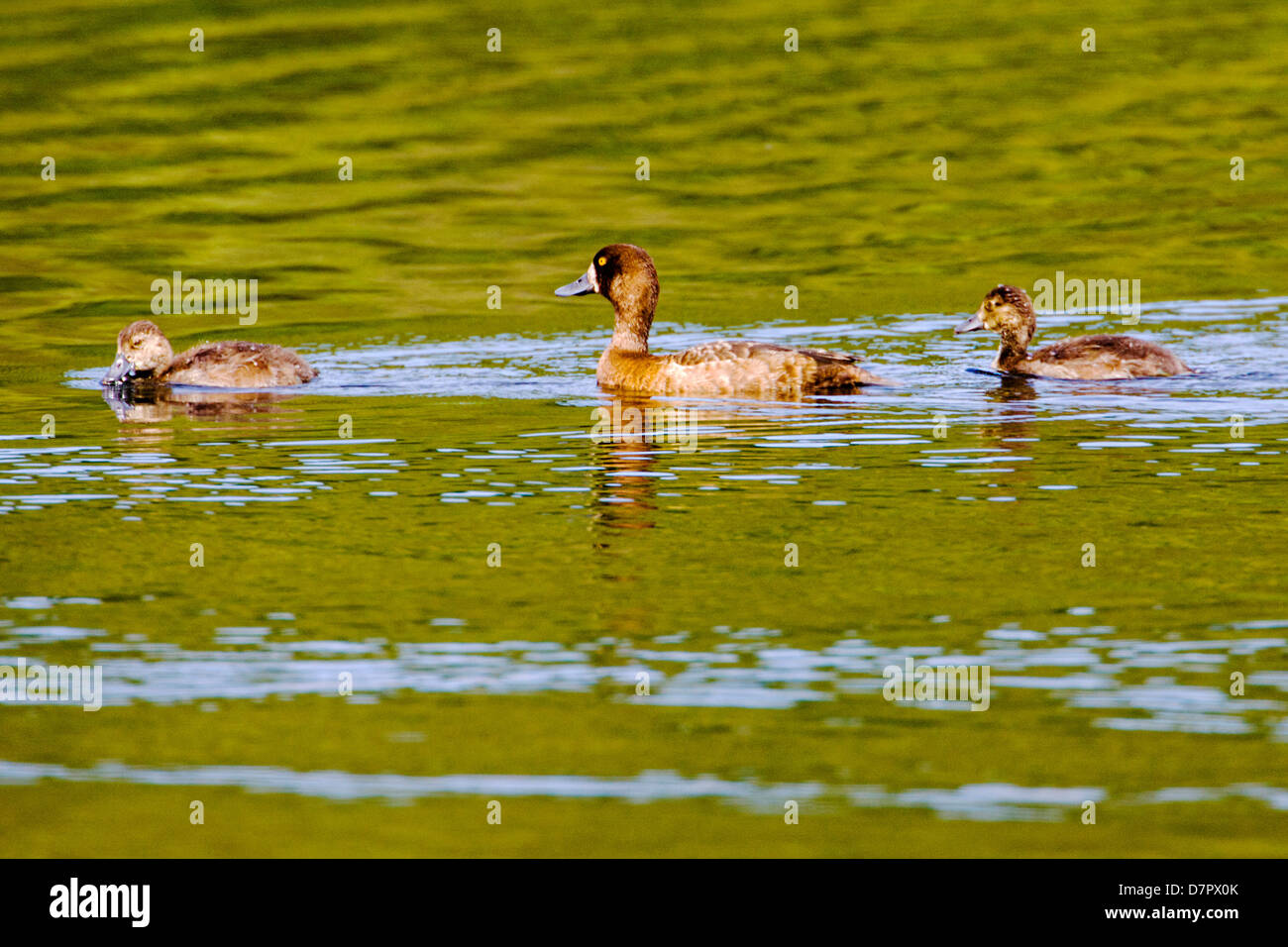 Greater Scaup hen with chicks, Aythya marila, Bluebill, on a tundra ...