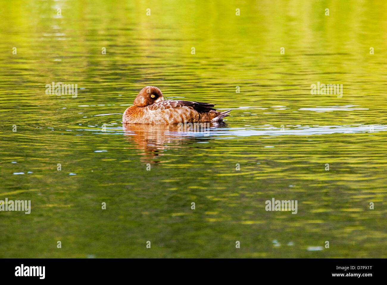 Greater Scaup hen with chicks, Aythya marila, Bluebill, on a tundra ...