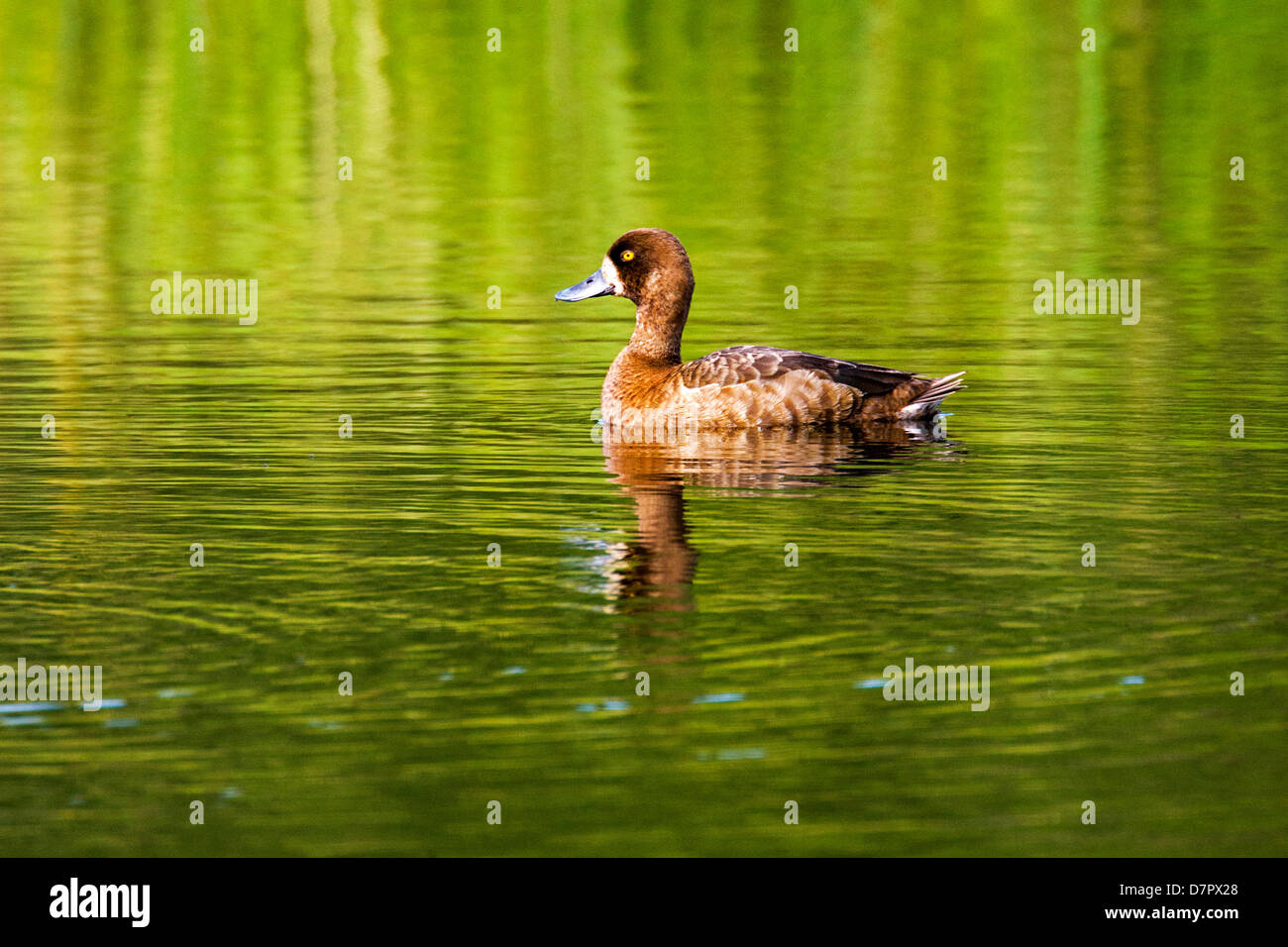 Attractive bird photo and image hi-res stock photography and images - Alamy