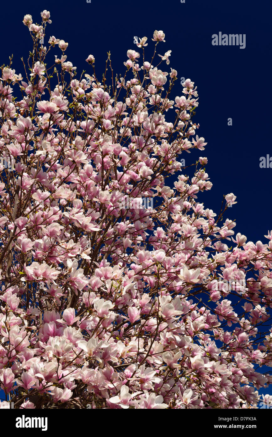 Blue magnolia tree hi-res stock photography and images - Alamy