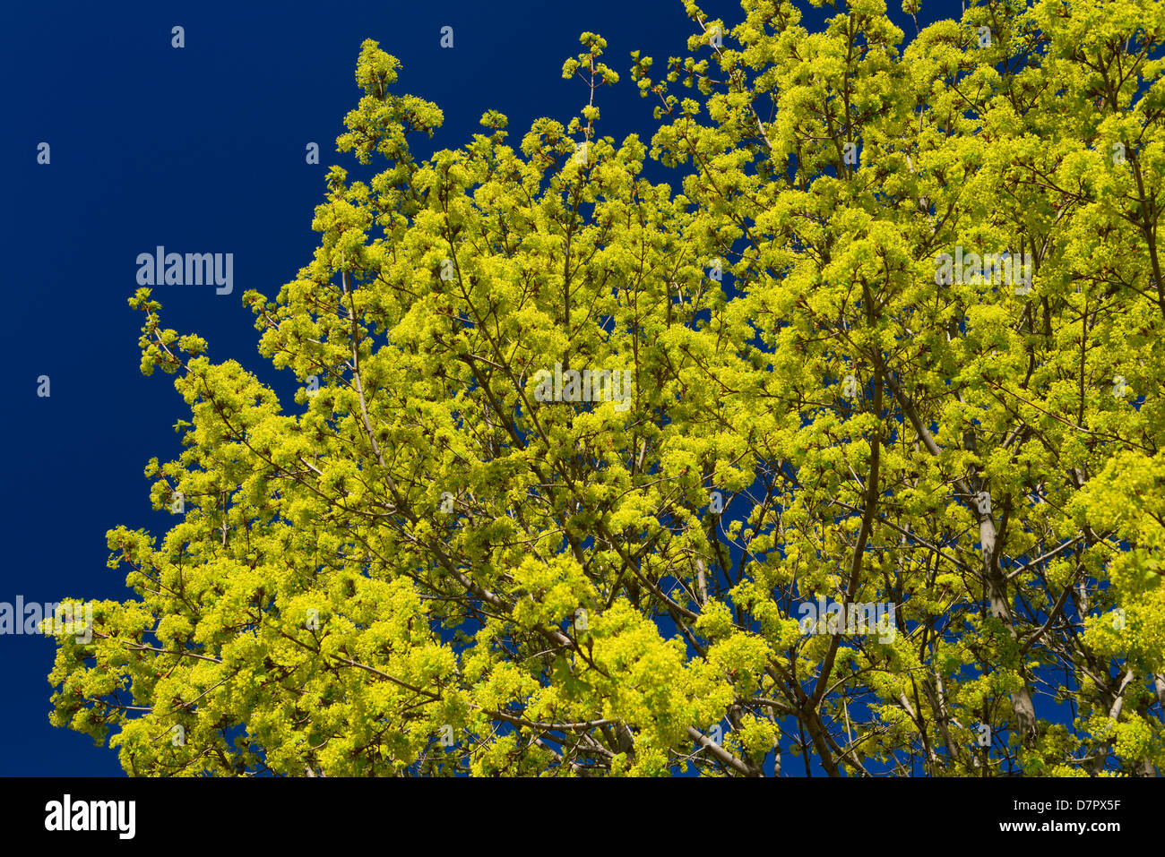 Chartreuse flower clusters on a Norway Maple tree in Spring in Toronto ...