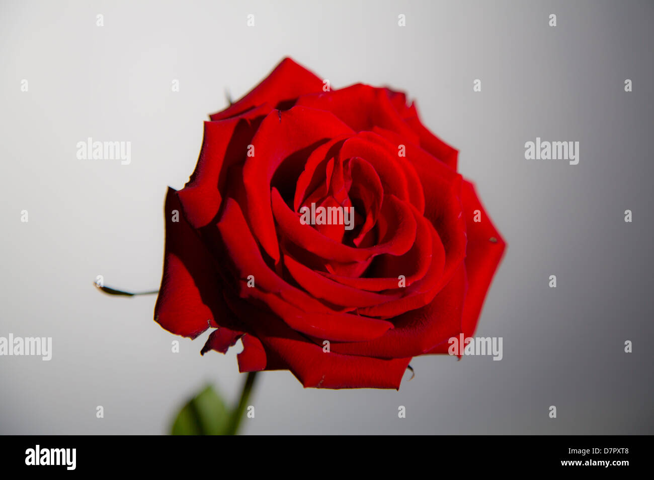 A Rose shot in dramatic lighting accenting the red color Stock Photo ...