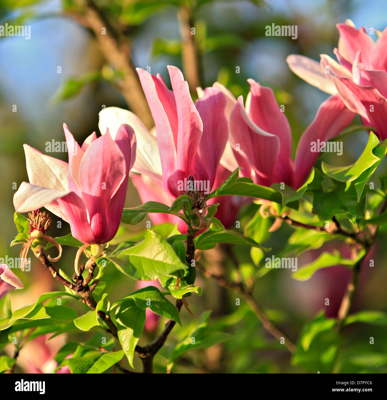Mulan magnolia, Tulip magnolia or Lily magnolia (Magnolia liliiflora ...