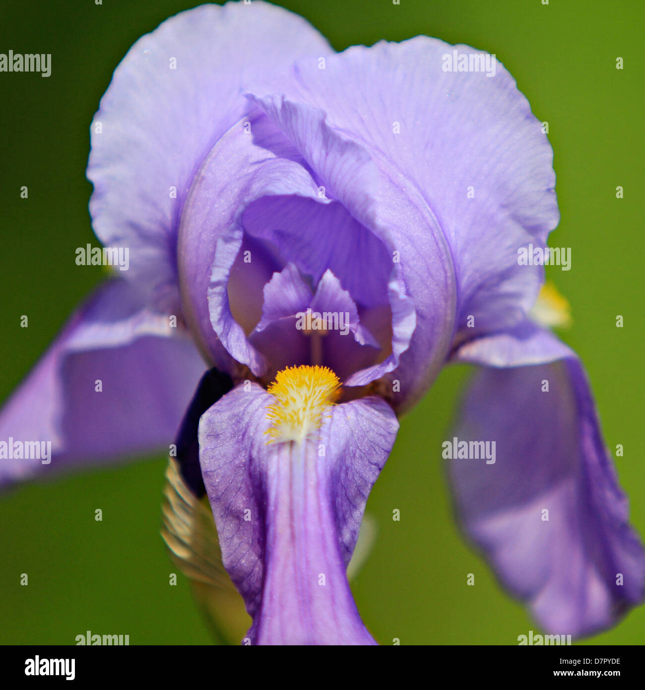 Iris croatica hi-res stock photography and images - Alamy