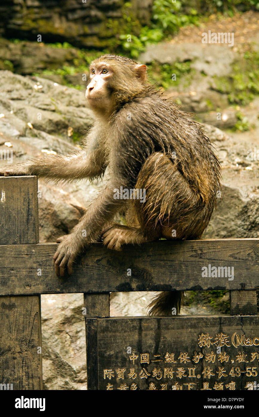 Rhesus monkey, scenic spot Three Gorges Yangtze River China Stock Photo ...