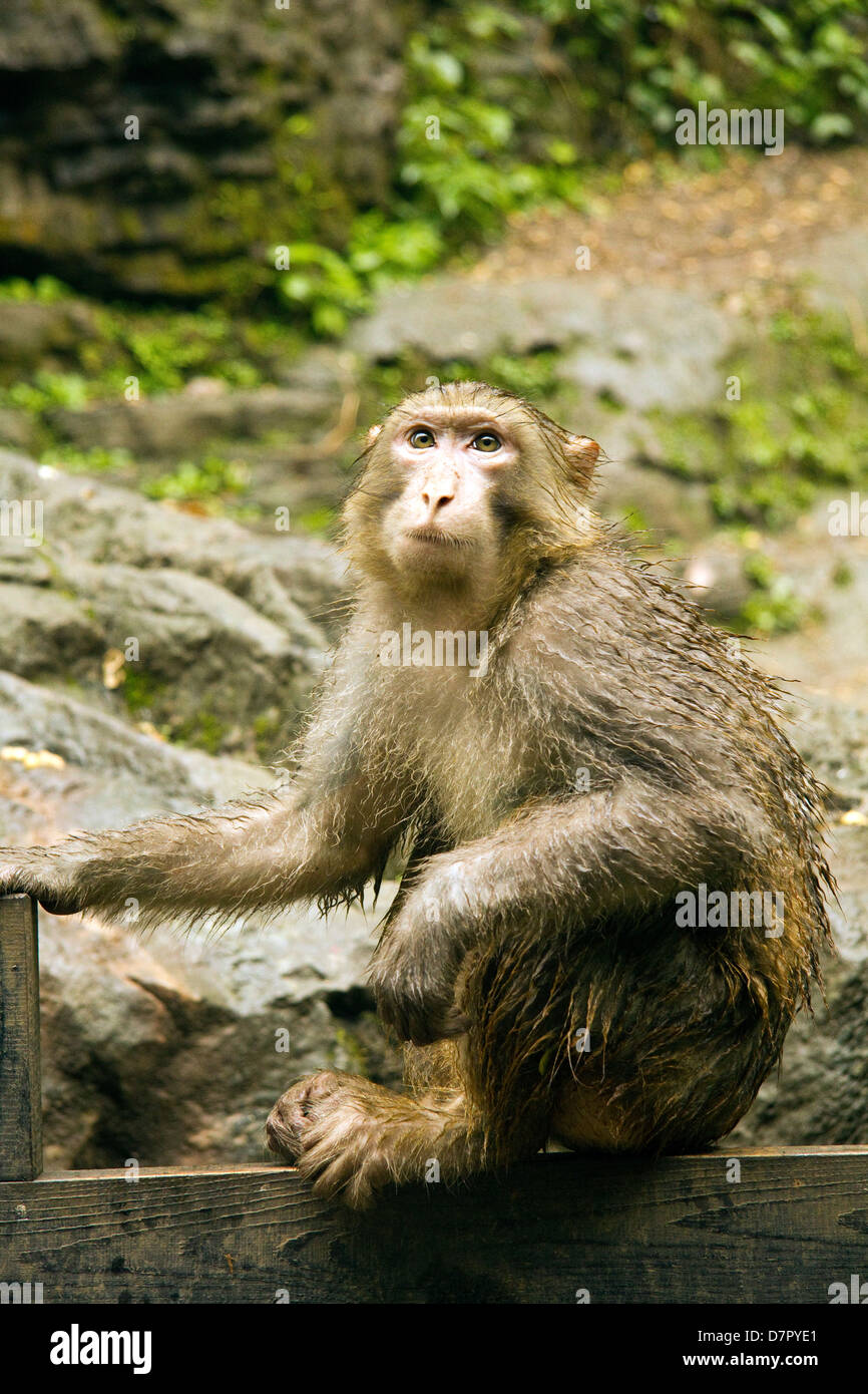 Rhesus monkey, scenic spot Three Gorges Yangtze River China Stock Photo ...