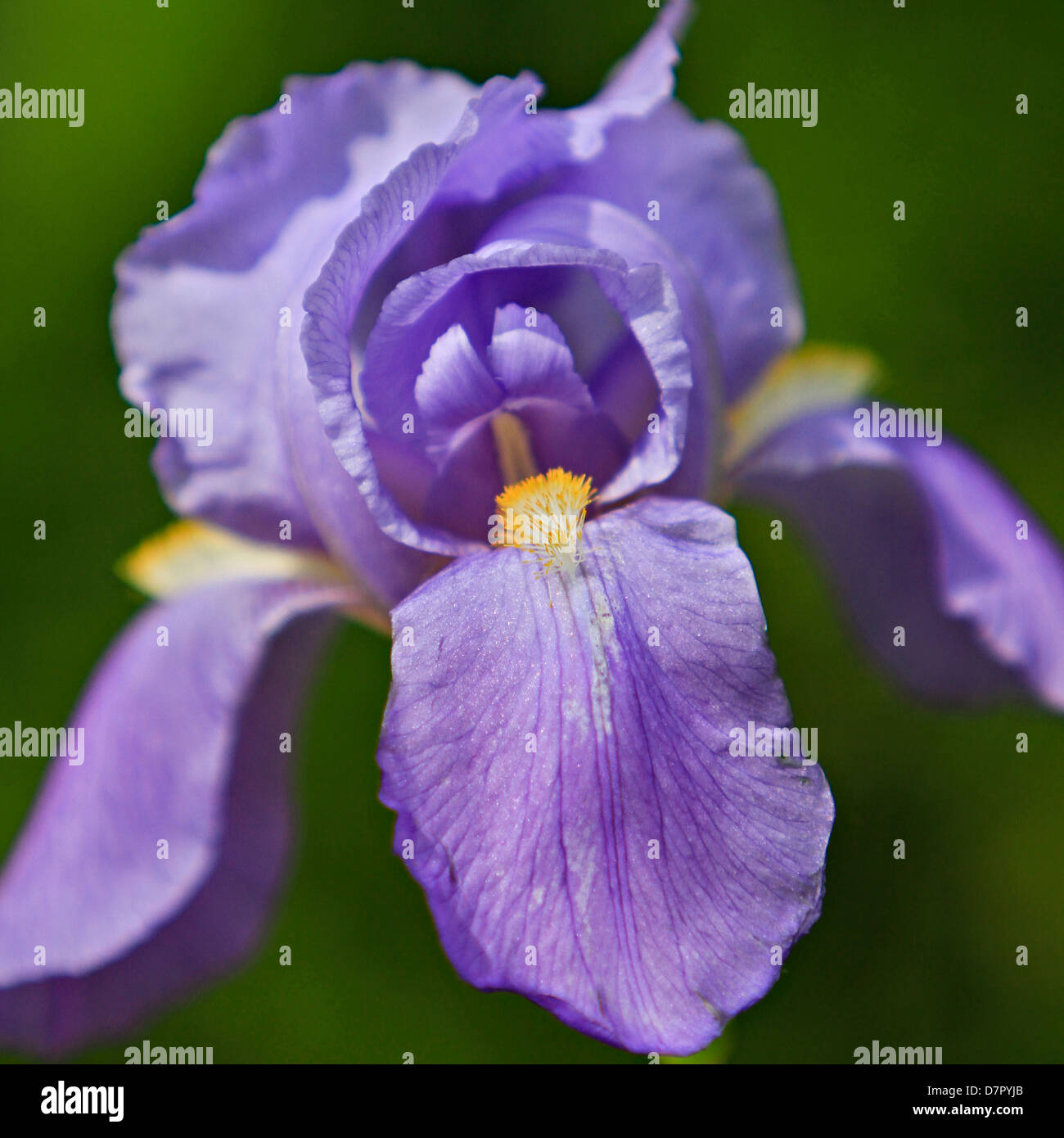 Iris croatica hi-res stock photography and images - Alamy