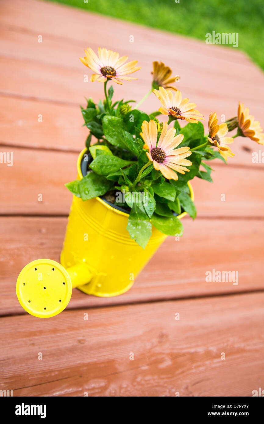 Fresh flowers in a watering can flower pot Stock Photo - Alamy