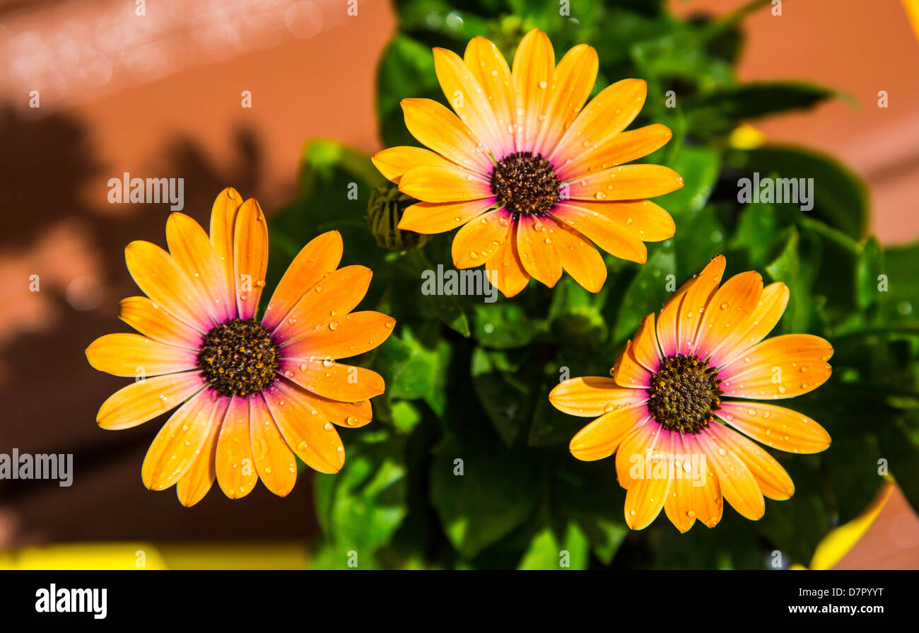Fresh flowers in a watering can flower pot Stock Photo - Alamy