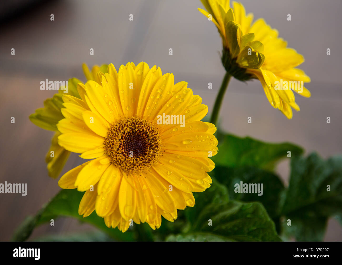 Fresh Gerbera, shot in the early days of spring Stock Photo - Alamy