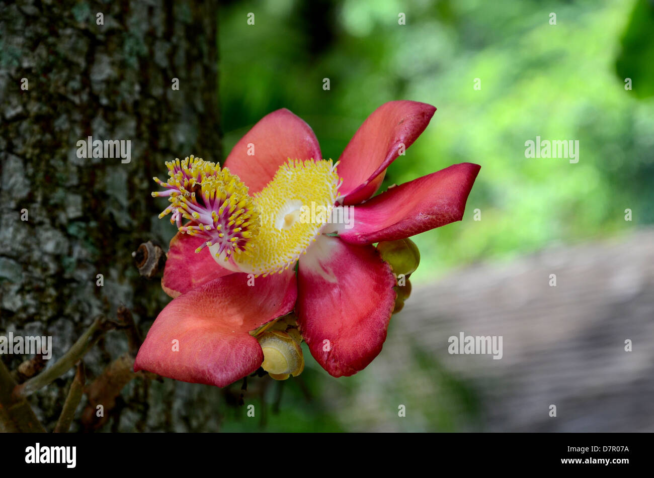 Flower of Cannonball tree blooming Stock Photo - Alamy