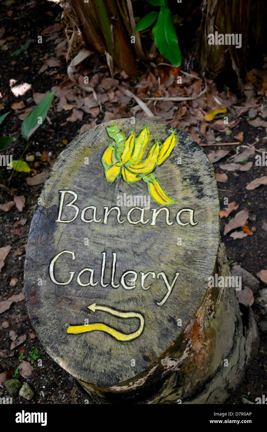 Banana gallery sign and drawing: Singapore Botanic Gardens Stock Photo ...