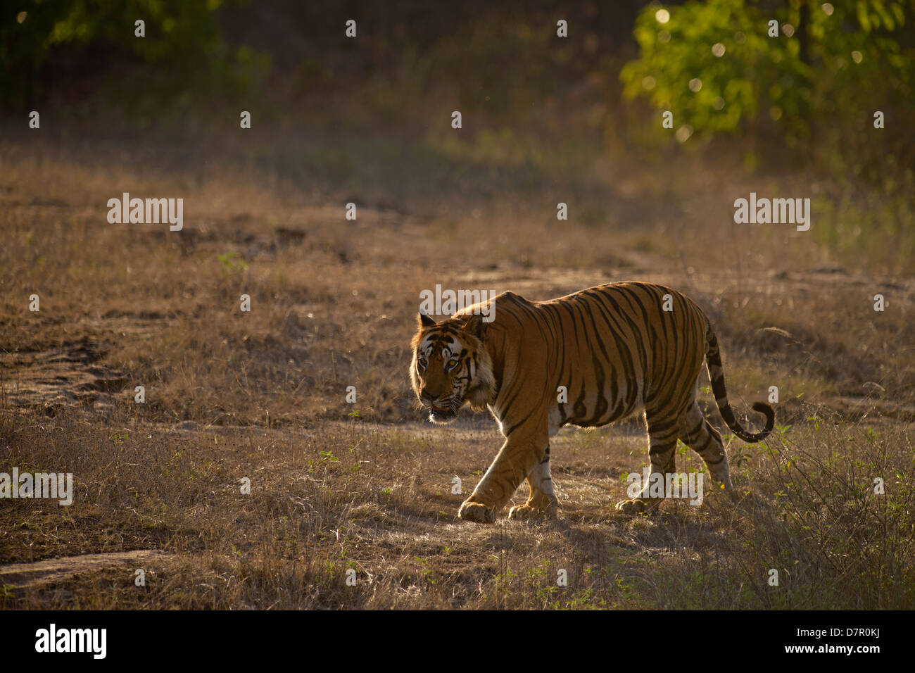 9-year-old dominant male tiger called Bamera walking on a ledge on a ...