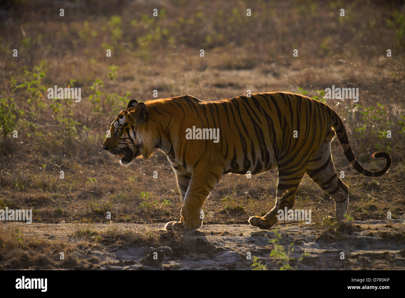 9-year-old dominant male tiger called Bamera walking on a ledge on a ...