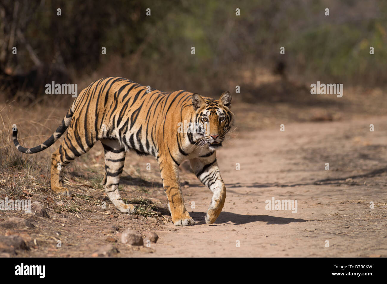 Female wild bengal tiger cub hi-res stock photography and images - Alamy