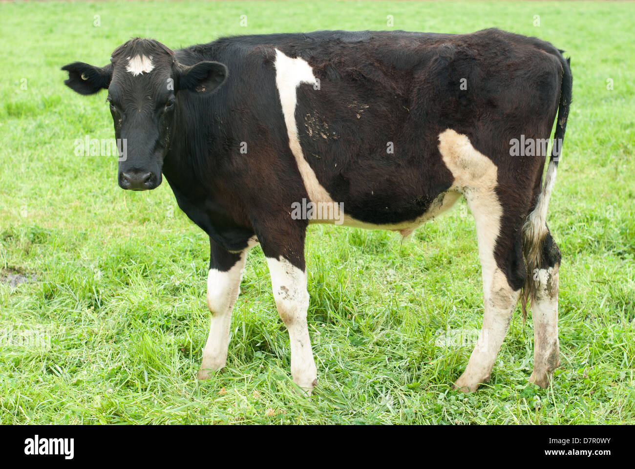 Holstein friesian cow hi-res stock photography and images - Alamy