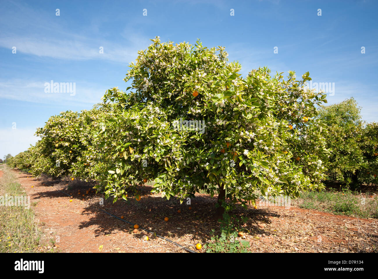 Orange tree blossom hi-res stock photography and images - Alamy