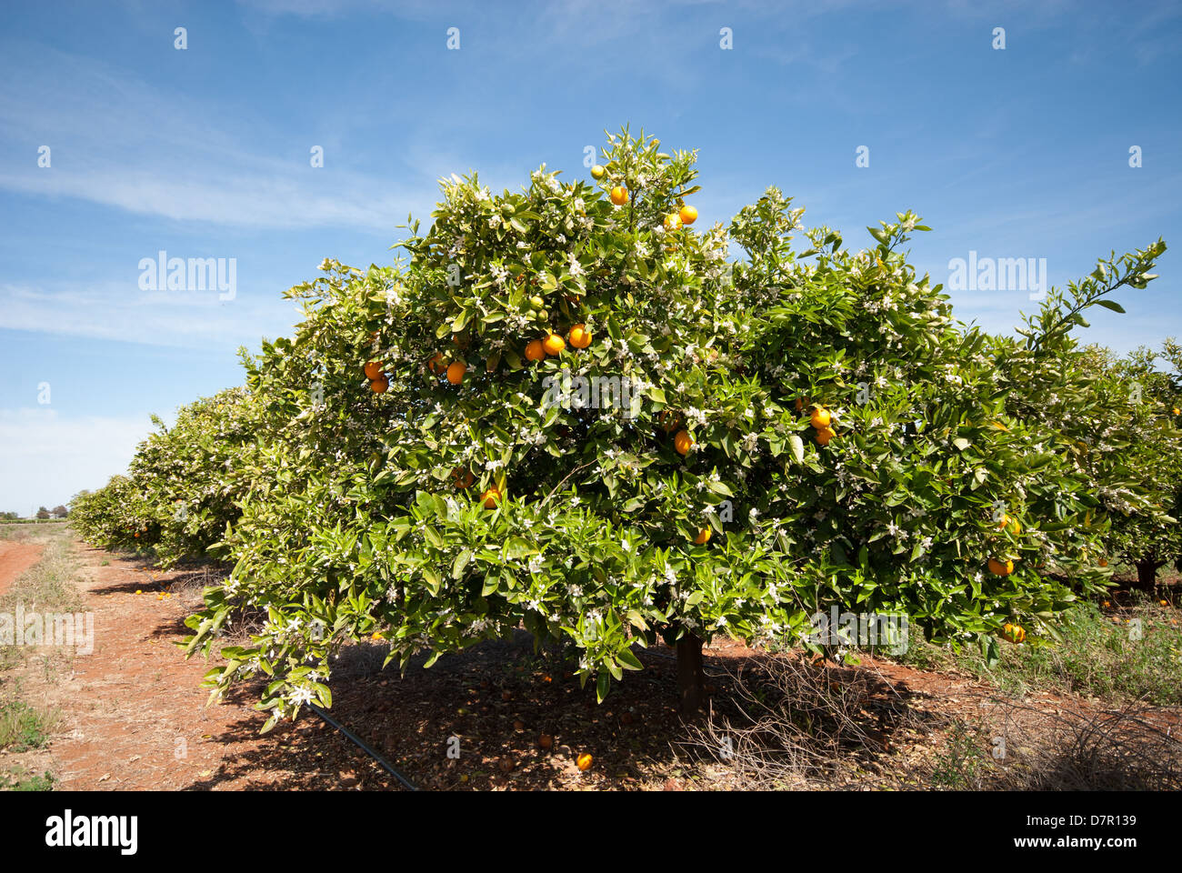 Orange tree blossom hi-res stock photography and images - Alamy