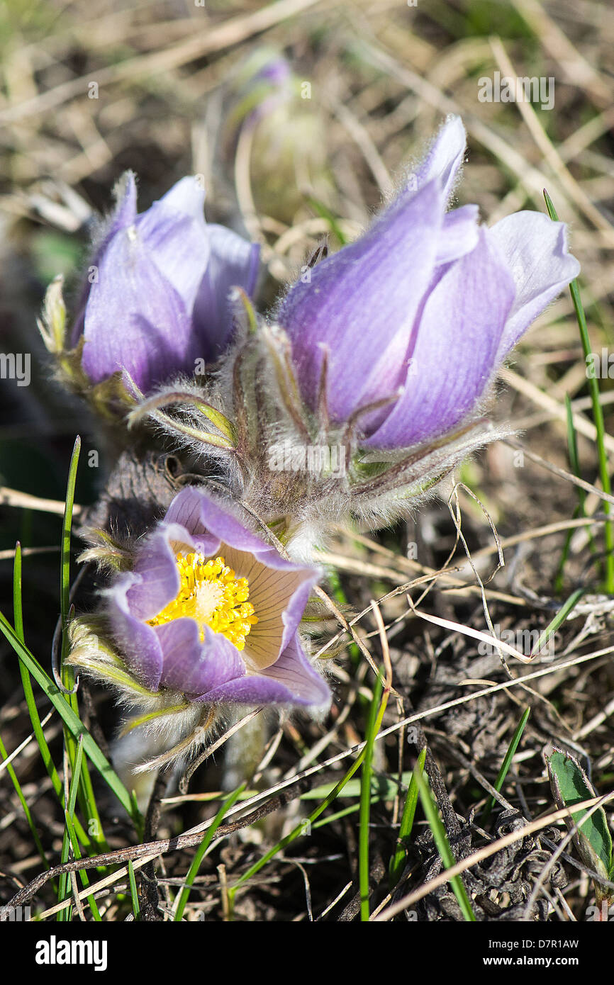 Crocus (plural: crocuses, croci) , iris family, perennials, corms ...