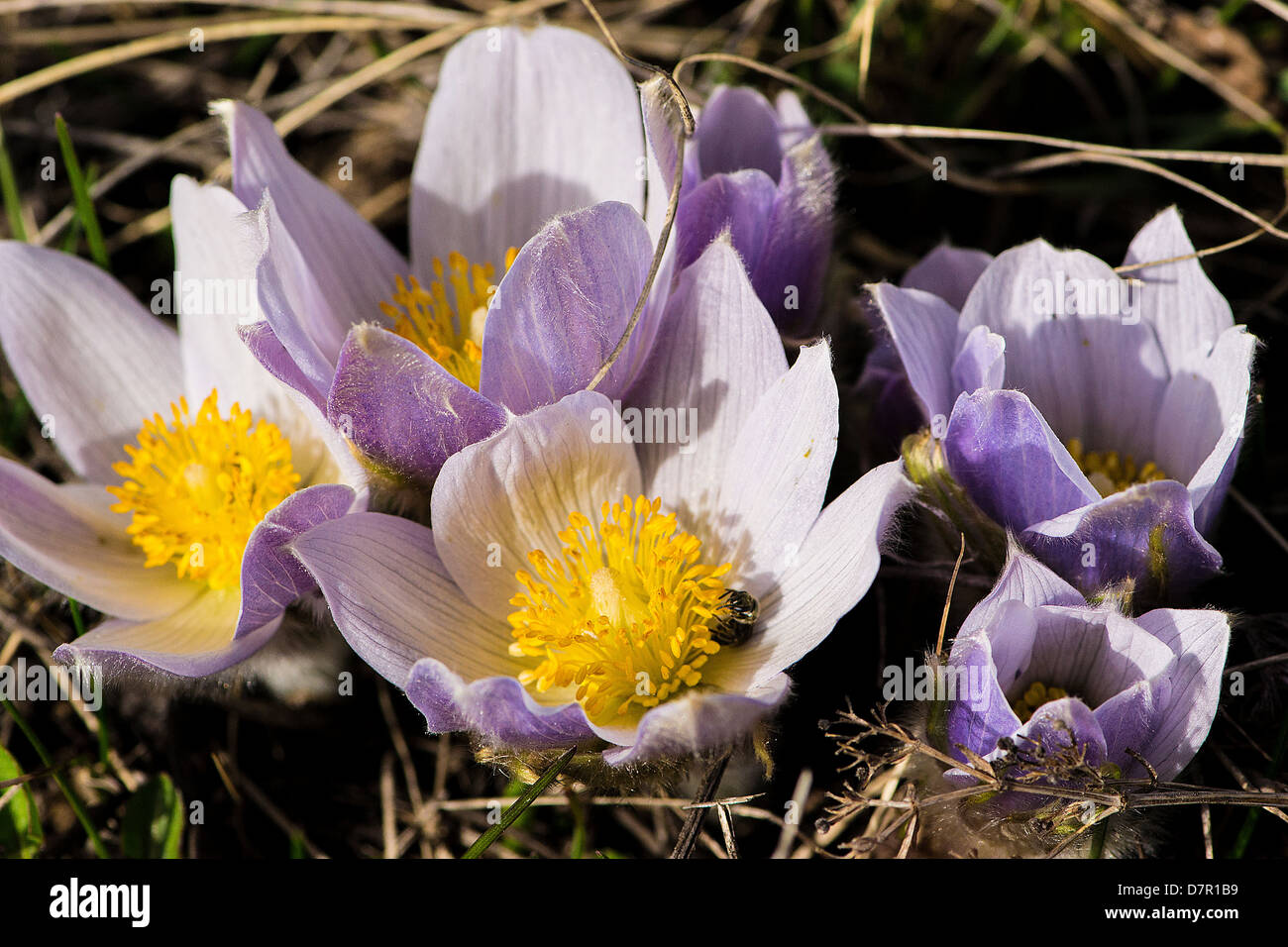 Crocus (crocuses, croci) , iris family, perennials, corms Cyprus hills ...