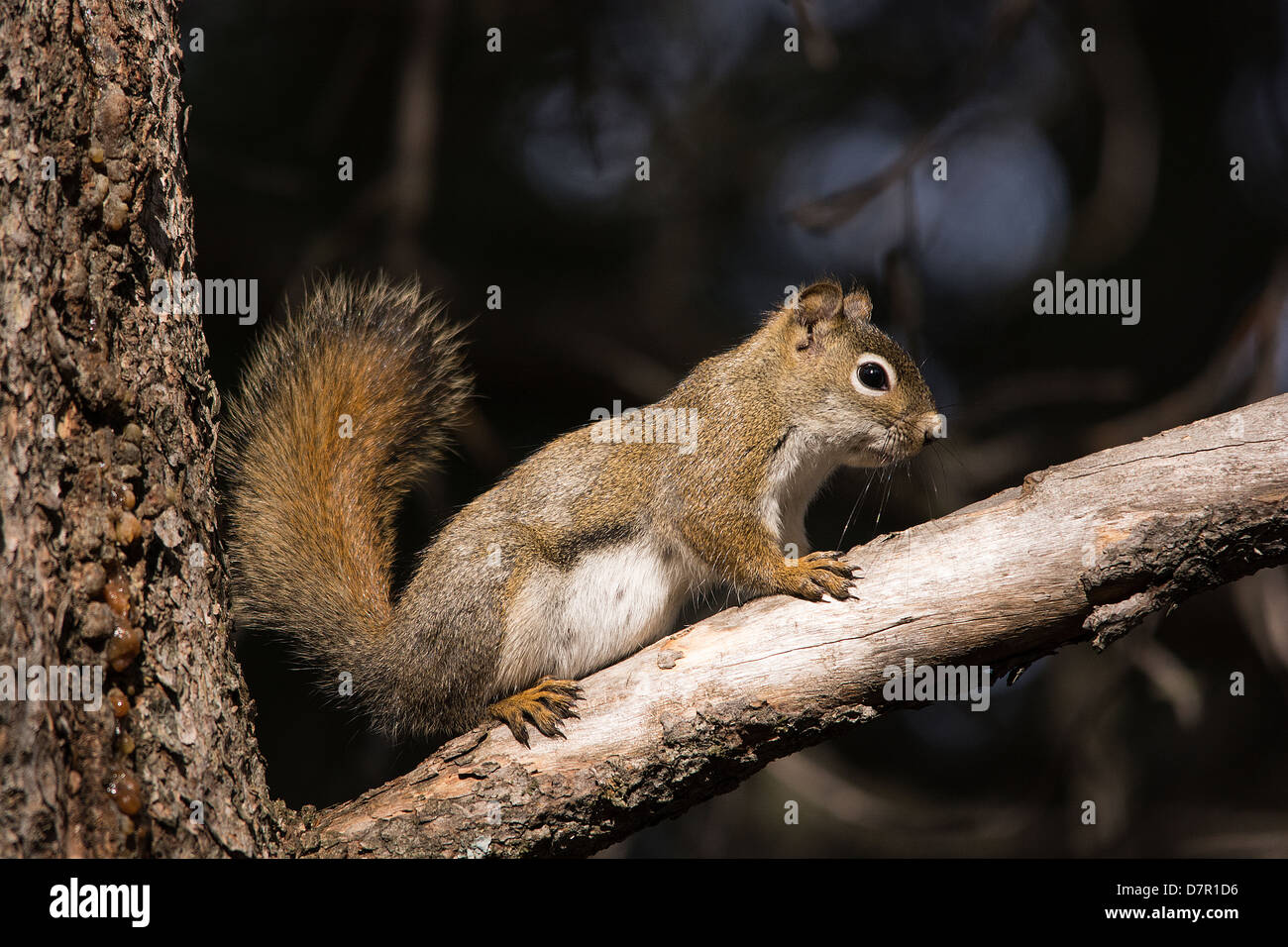 Cyprus Hills Provincial park, Squirrel, rodent, spring Cyprus hills ...