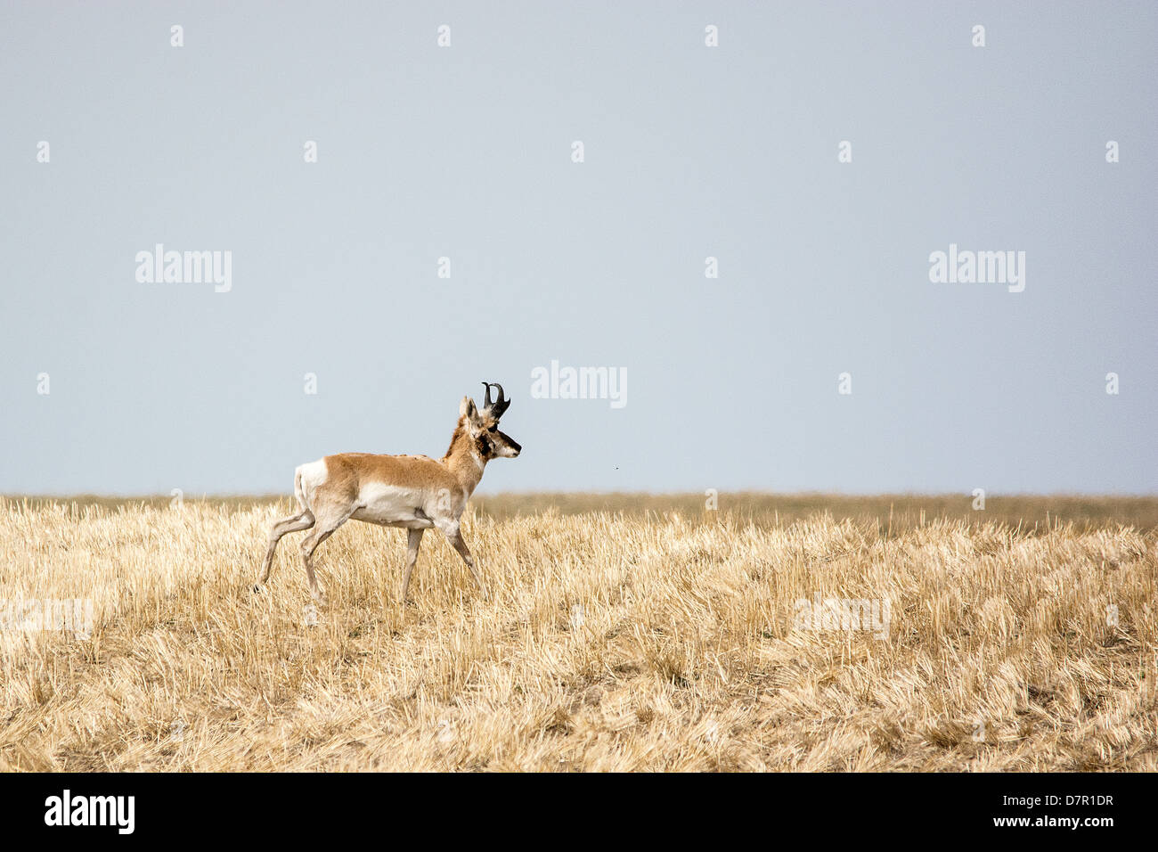 Pronghorn antelope wheat field spring cyprus hills hi-res stock ...